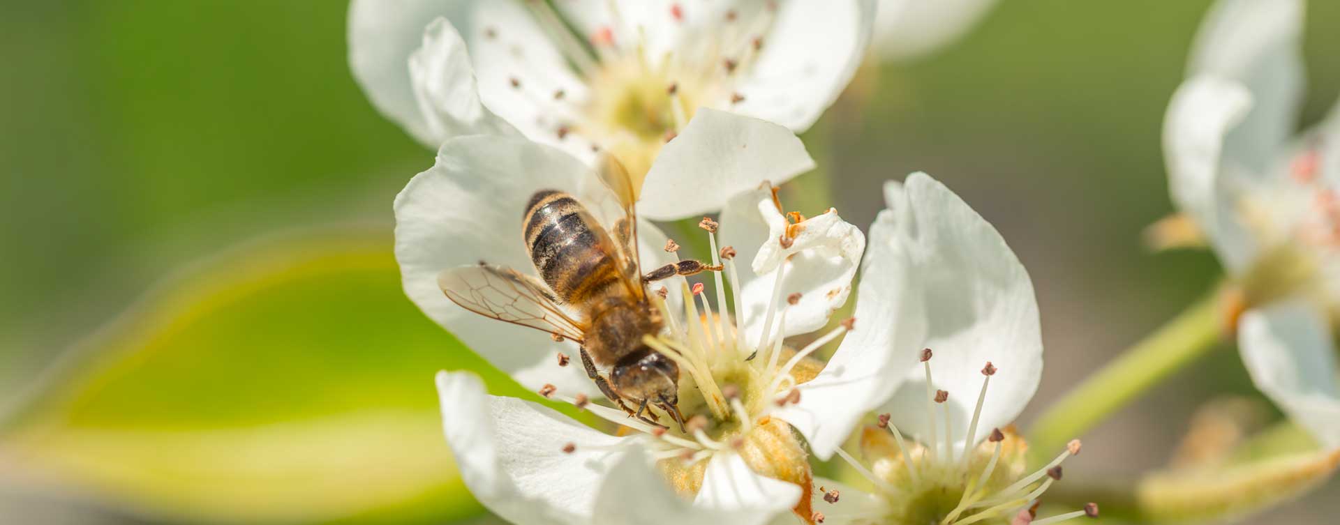 Crop Candy – Maxi-Yield